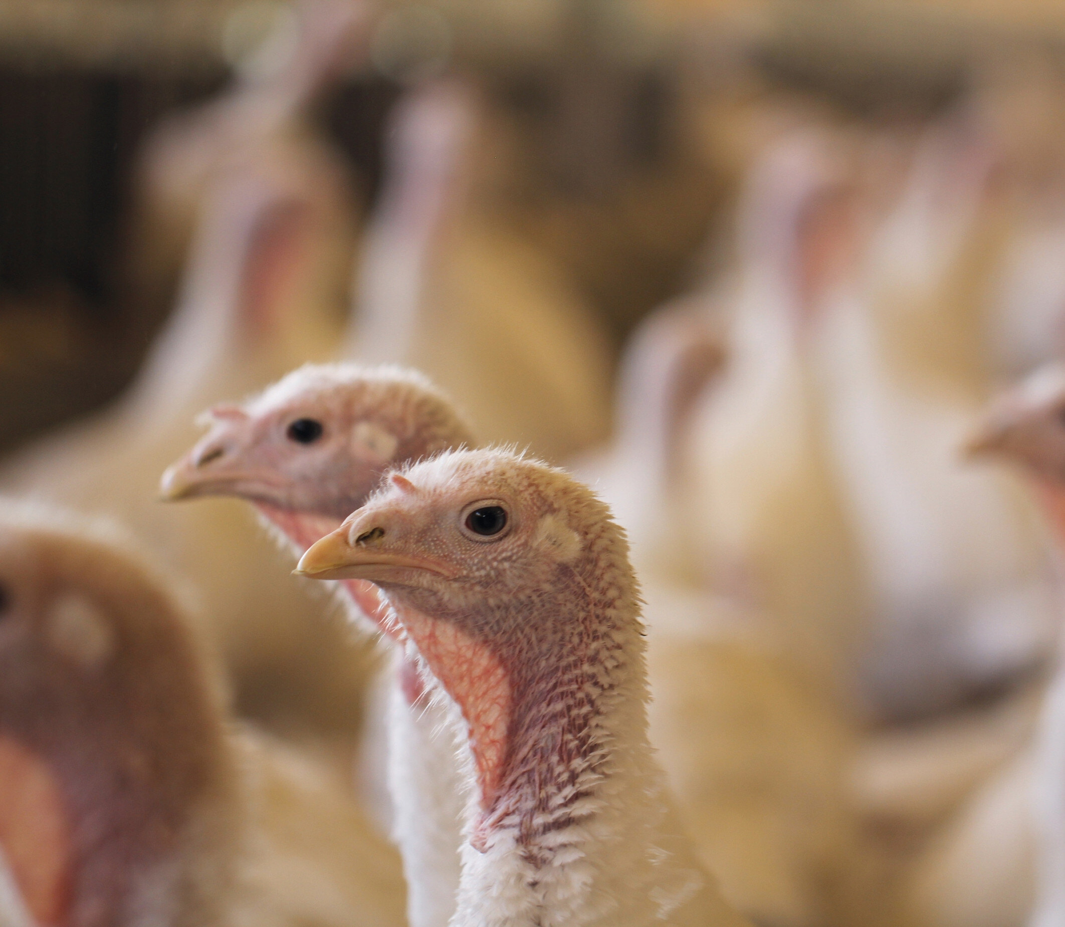 Ducks & Turkeys - Vencomatic Group