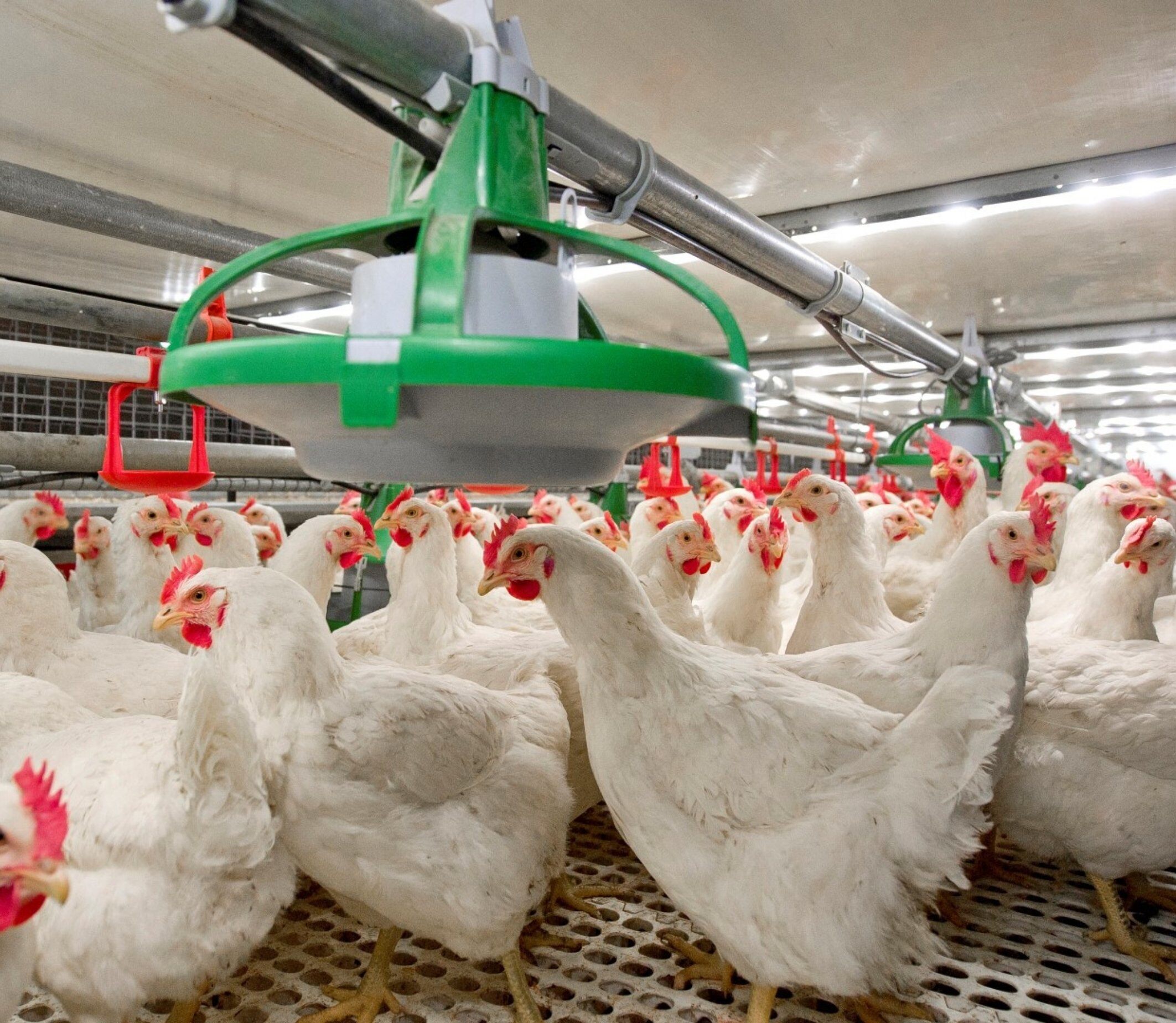 Éleveurs de poules pondeuses - Vencomatic Group