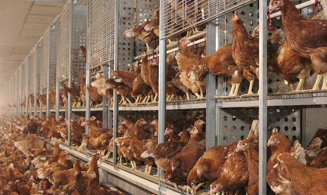 Bolegg Starter - Vencomatic Group